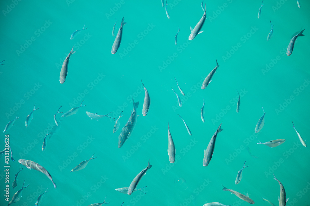 Clear surface Shoal of fish in seawater, many sea fishes top view, fry ...