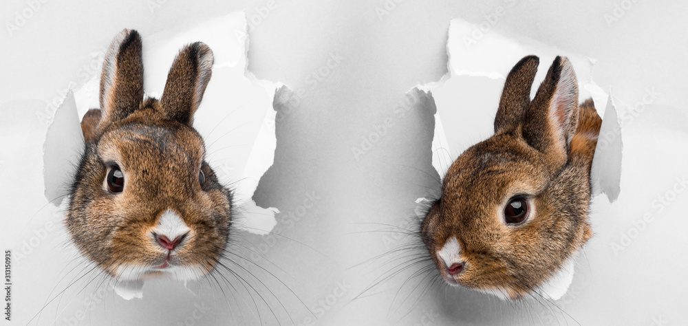 little rabbits looks through a hole in paper Stock Photo | Adobe Stock