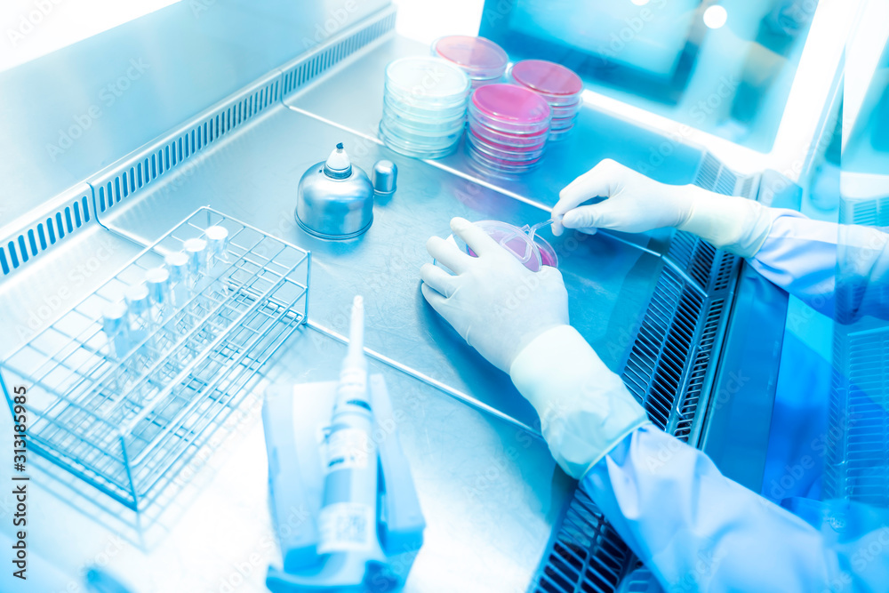 Hands of scientists are working on research.Bacteria in agar sheets ...