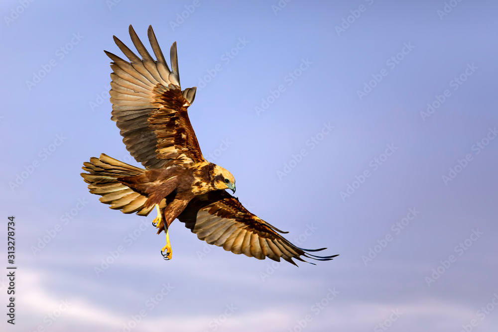 Flying bird. Bird of prey. Colorful sky background. Western Marsh ...