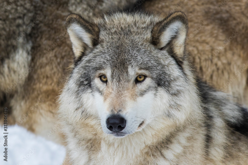 Wolf portrait. Northwestern wolf (Canis lupus occidentalis), also known ...