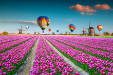 Tulip Dutch Windmill Free Stock Photo - Public Domain Pictures