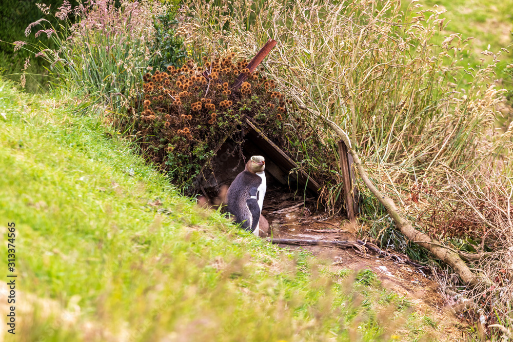 Yellow-eyed penguin (Megadyptes antipodes) , also known as hoiho or ...