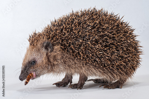 Igel - Stock - GamesAgeddon