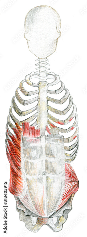 Anatomical color pencil drawing of the human body muscules and bones ...