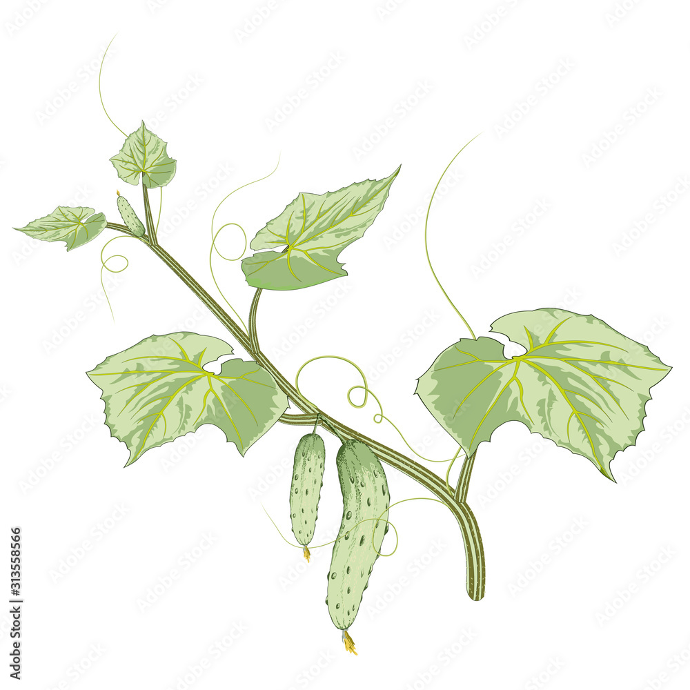 Growing cucumber, isolated on white background, vector illustration ...
