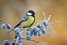 Parus Cinctus Parus Lugubris Free Stock Photo - Public Domain Pictures