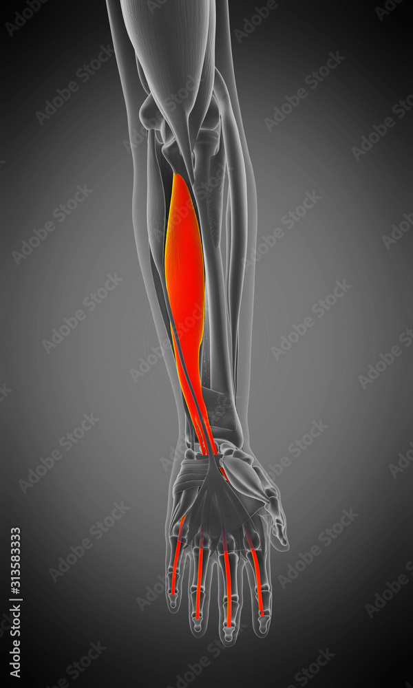 3d rendered medically accurate muscle anatomy illustration - flexor ...