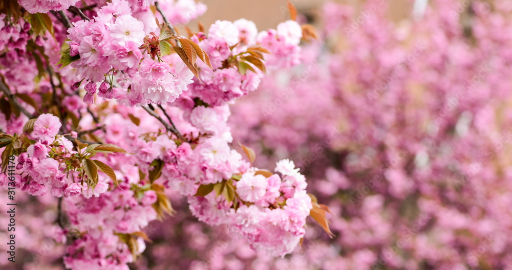 Spring depression. sakura blooming tree., natural floral background ...