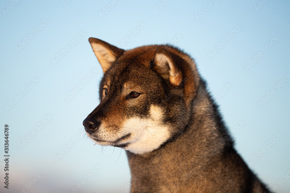 Cute and beautiful japanese dog breed shikoku sitting outside in winter ...