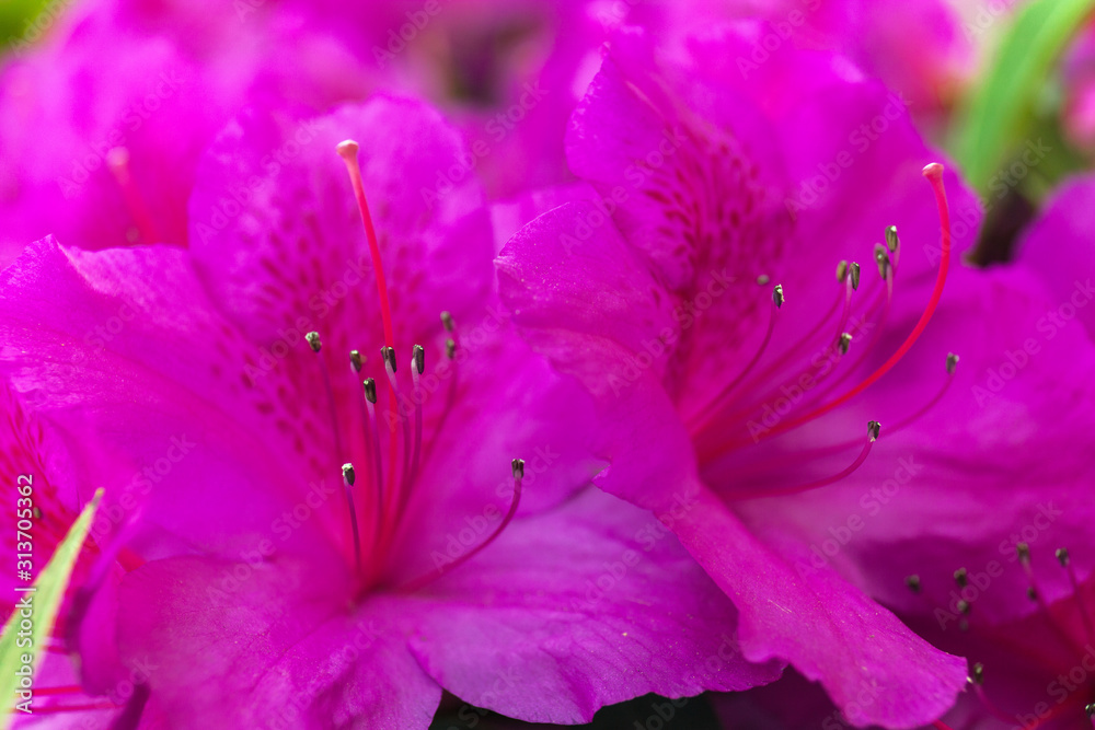 Bougainvillea also called as Santa Rita papelillo or paper flowers ...