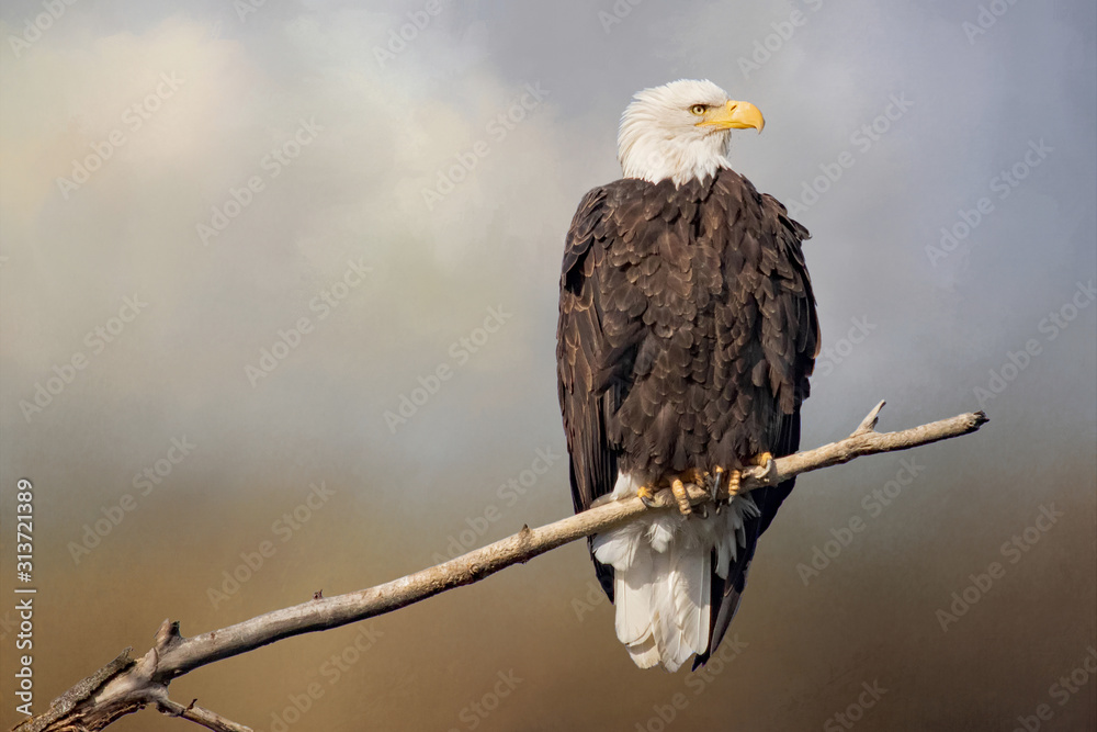 sitting eagle