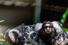 Common Marmoset - Animals Free Stock Photo - Public Domain Pictures