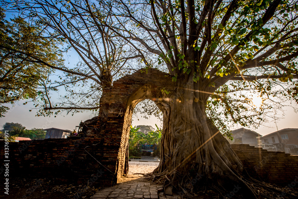 background of big trees that rise inside the archaeological site(Wat ...