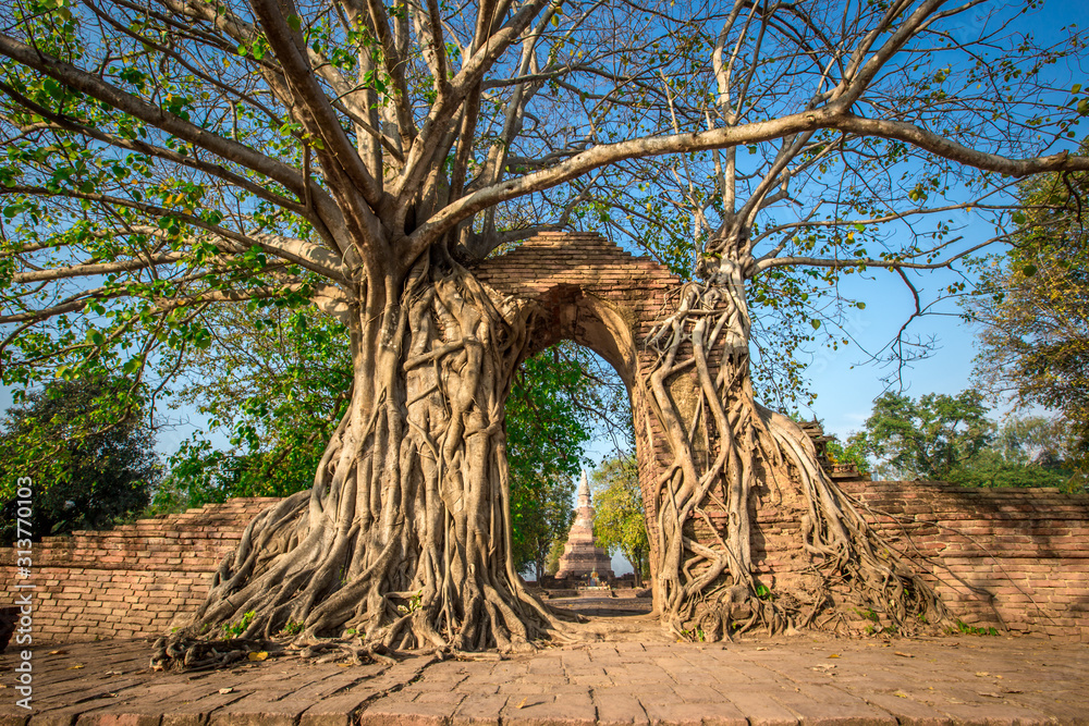 background of big trees that rise inside the archaeological site(Wat ...