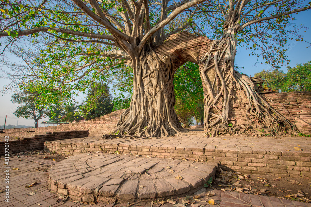 Foto de Stock background of big trees that rise inside the ...