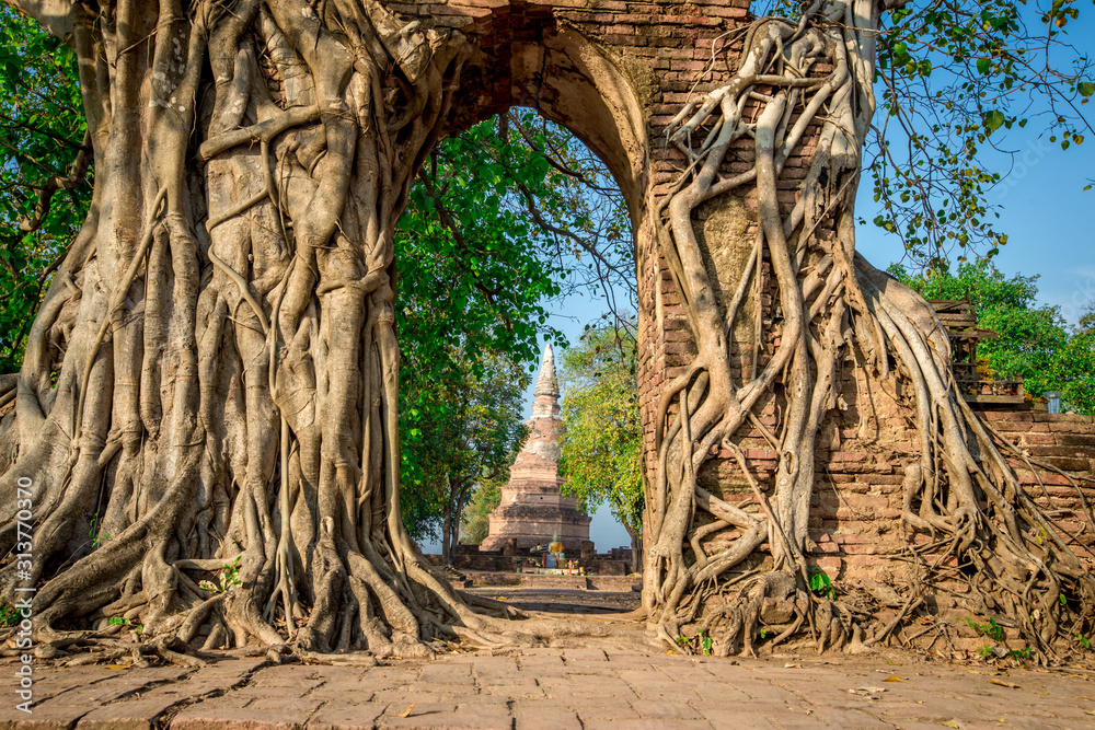 background of big trees that rise inside the archaeological site(Wat ...