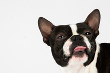 Boston Terrier Close-up Free Stock Photo - Public Domain Pictures