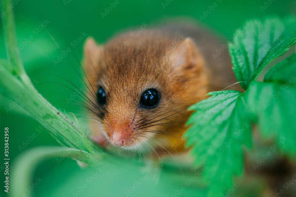 Little hazel dormouse climb the twigs in nature. Muscardinus ...