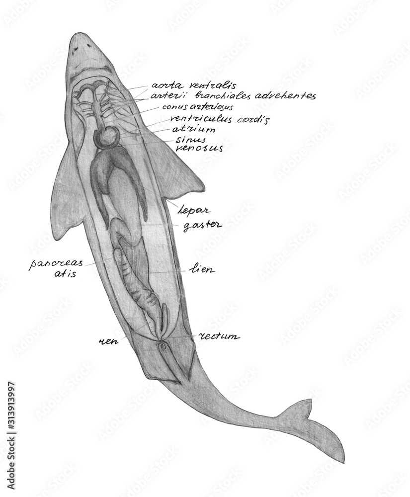 Anatomy of shark. Hand drawn realistic illustration. Stock Photo ...