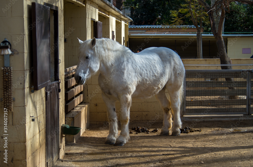 The Percheron is a breed of draft horse that originated in the Huisne river valley in western ...