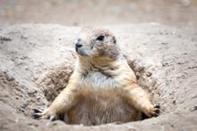 Prairie Dog Free Stock Photo - Public Domain Pictures
