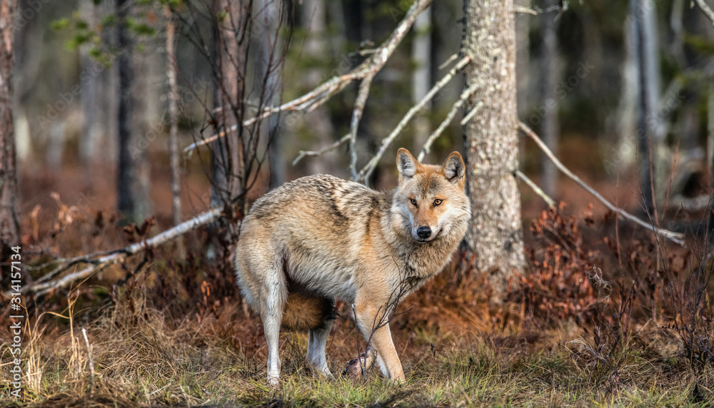 Eurasian wolf, also known as the gray or grey wolf also known as Timber ...