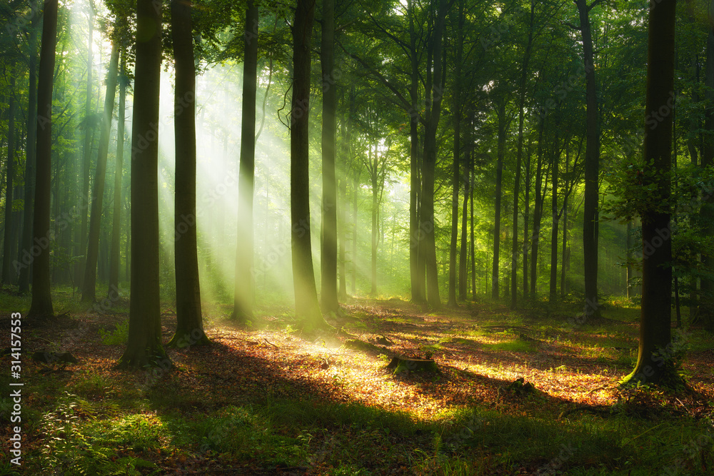 Beautiful morning in the forest Stock Photo | Adobe Stock