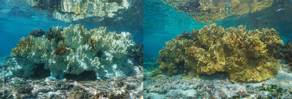 Fire coral bleaching in the Pacific ocean, healthy coral on the right ...
