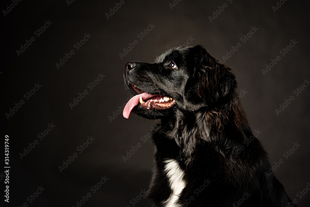 low key portrait of Newfoundland dog. Black on black background, white ...