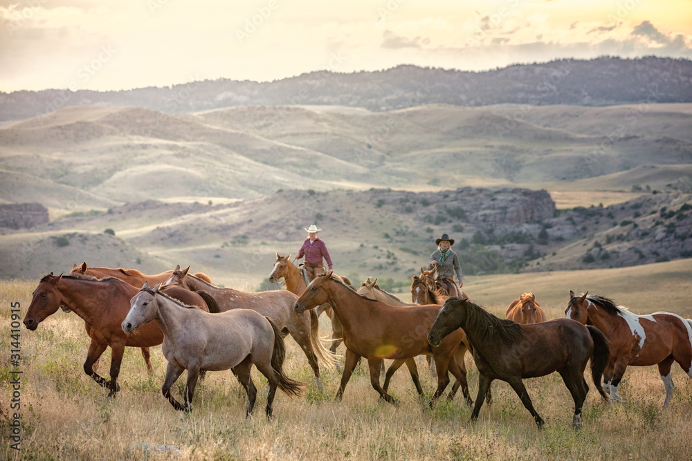 Herding Horses Stock Photo | Adobe Stock