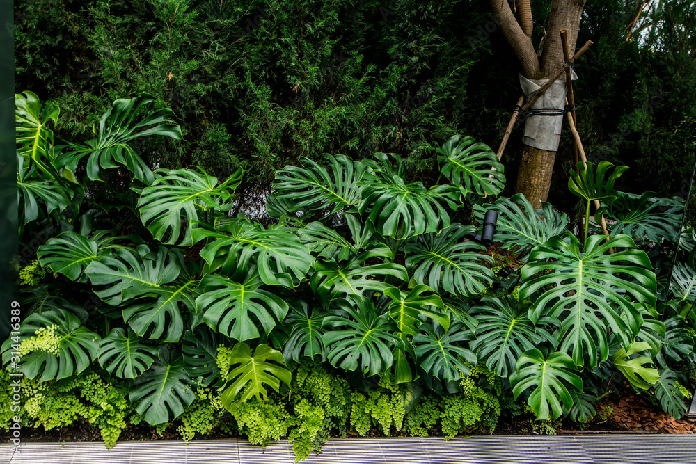 montera jungle plant in rain forest Stock Photo | Adobe Stock