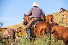 Cowboy Herding Free Stock Photo - Public Domain Pictures