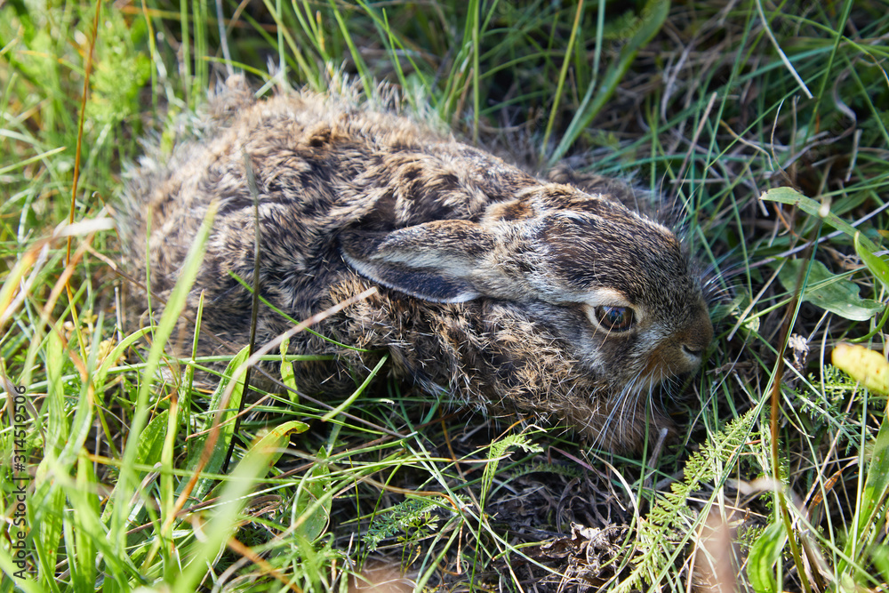 Wild baby hare ia sitting in thr grass. Stunning detail of the brown ...