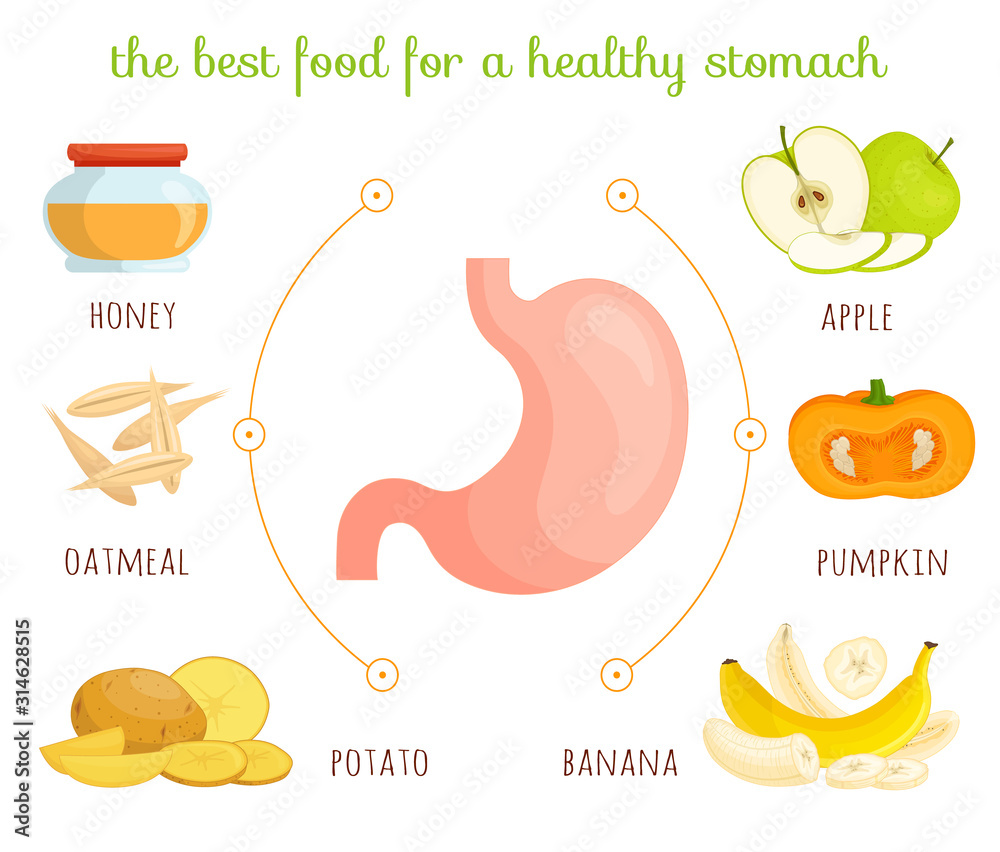 The best food for a healthy stomach. Vector infographic on the theme of ...