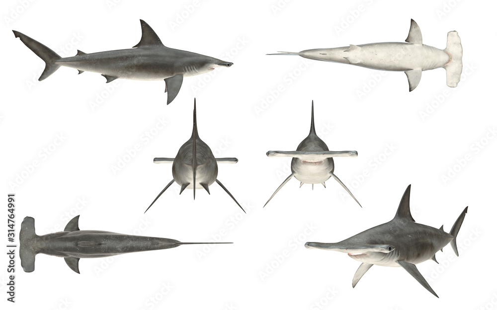 Multiple angle views of hammerhead shark with 6 different view isolated ...