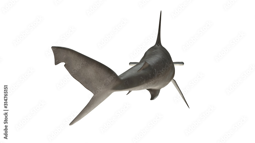 Hammerhead shark isolated on white background cutout ready back view ...