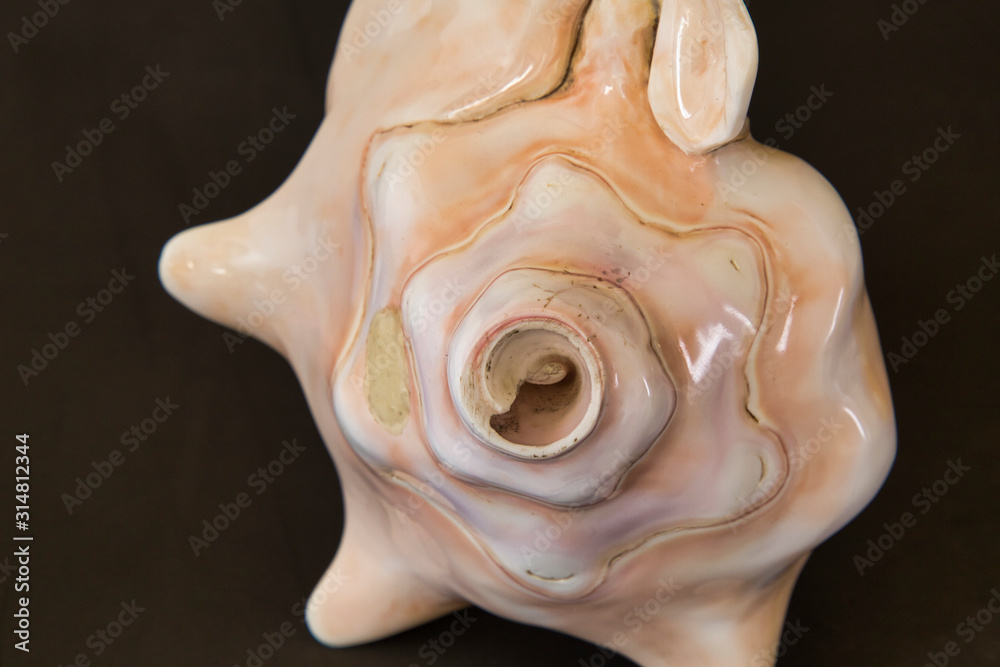 Prehispanic instrument of Mexico, Caracol Azteca Stock Photo | Adobe Stock