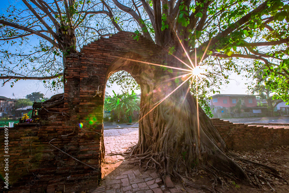 background of big trees that rise inside the archaeological site(Wat ...