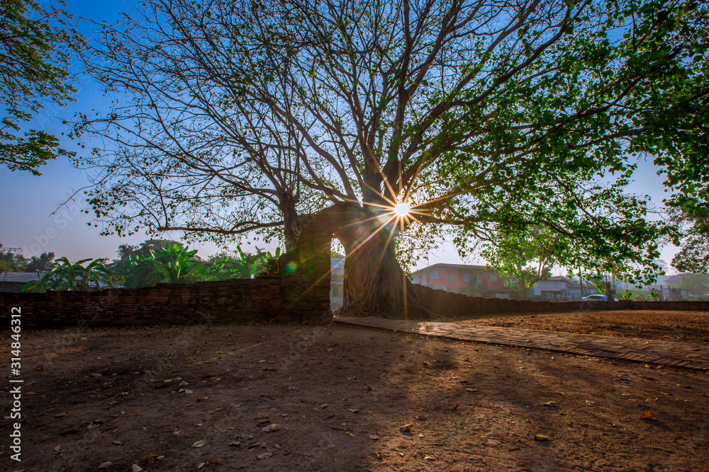 background of big trees that rise inside the archaeological site(Wat ...