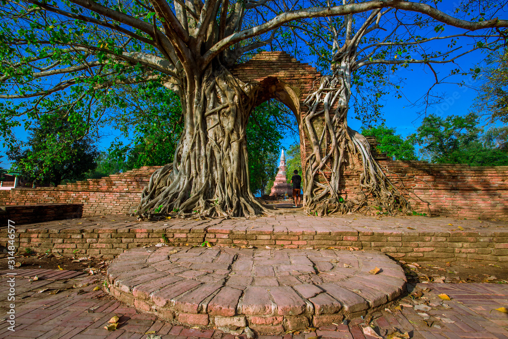 background of big trees that rise inside the archaeological site(Wat ...