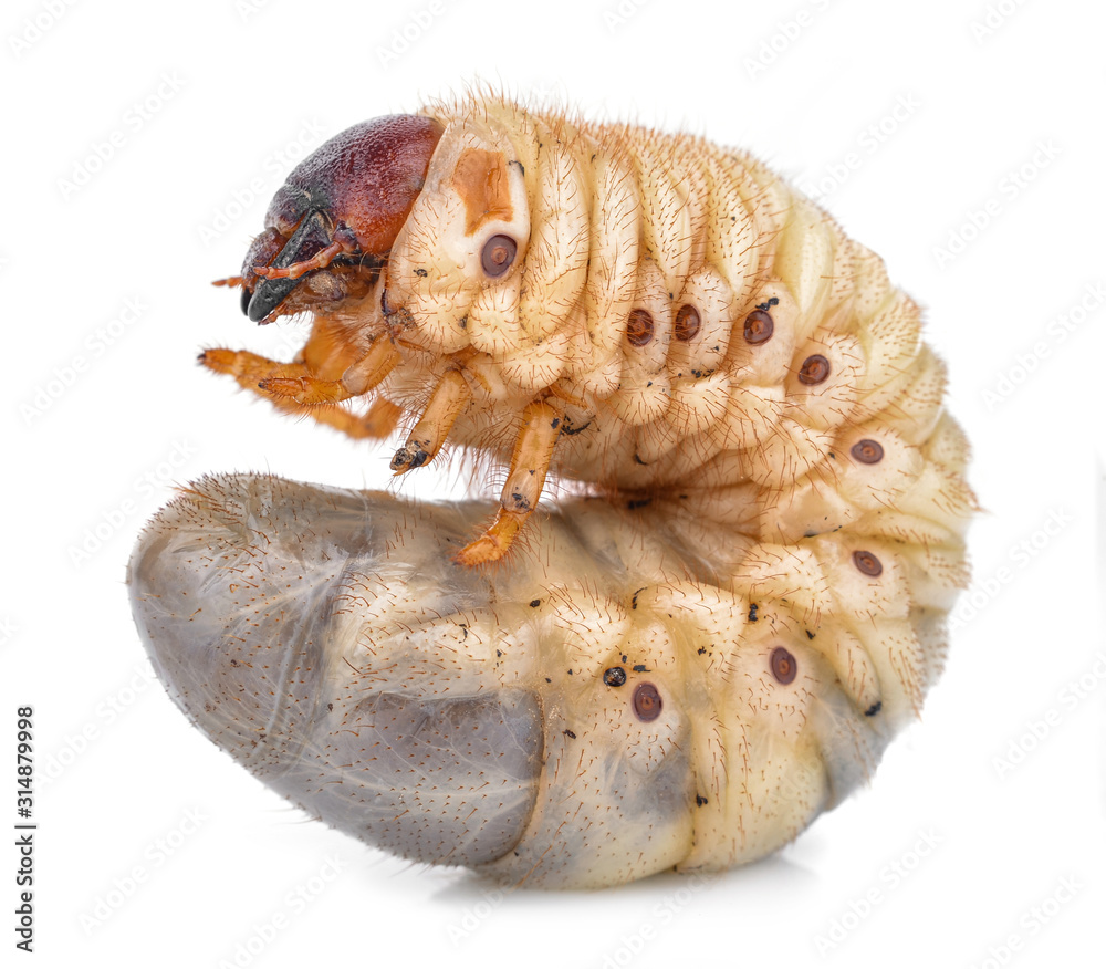 Beetle grub isolated on white background. Coconut rhinoceros beetle. Larva on white background ...