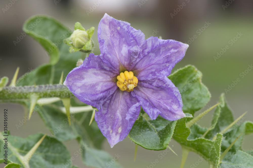 Solanum linnaenum devils apple plant native to South Africa, which acts ...