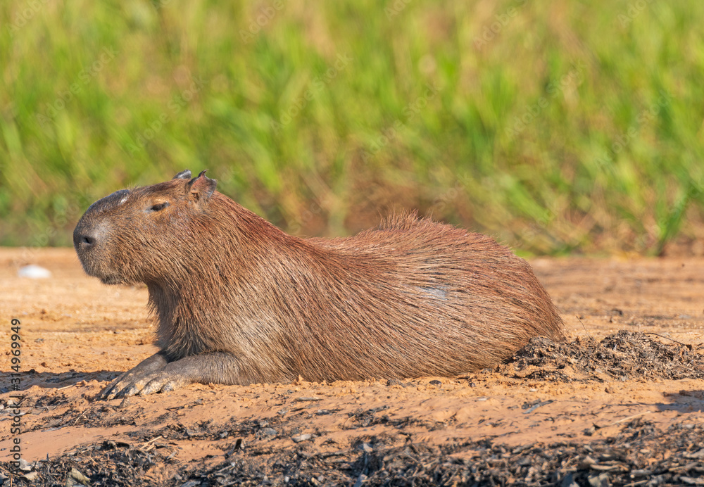 Male Capybara on a River Bank in the Pantanal Stock Photo | Adobe Stock