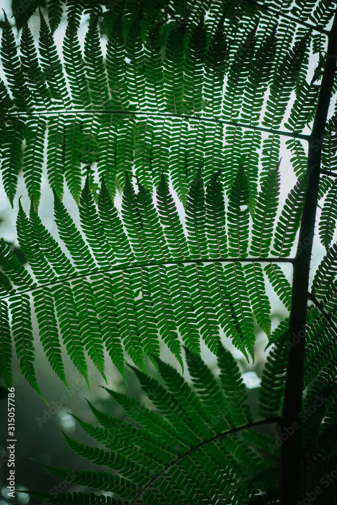 Folha de xaxim samambaia da mata atlântica Stock Photo | Adobe Stock