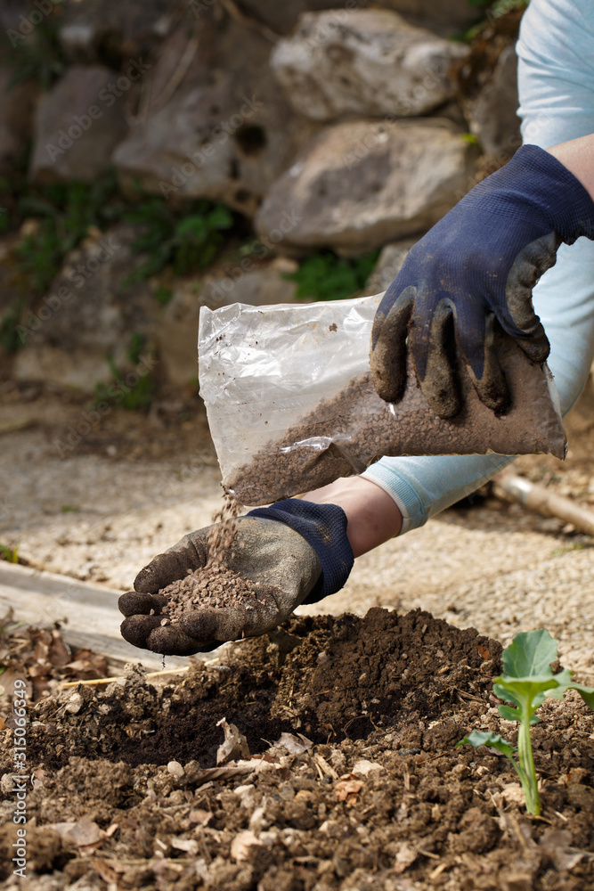 Gardener blending organic fertilizer humic granules with soil ...