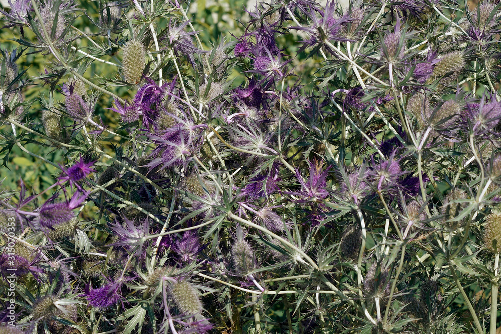 Leavenworth's Eryngo (Eryngium leavenworthii). Known as Sea holly and ...