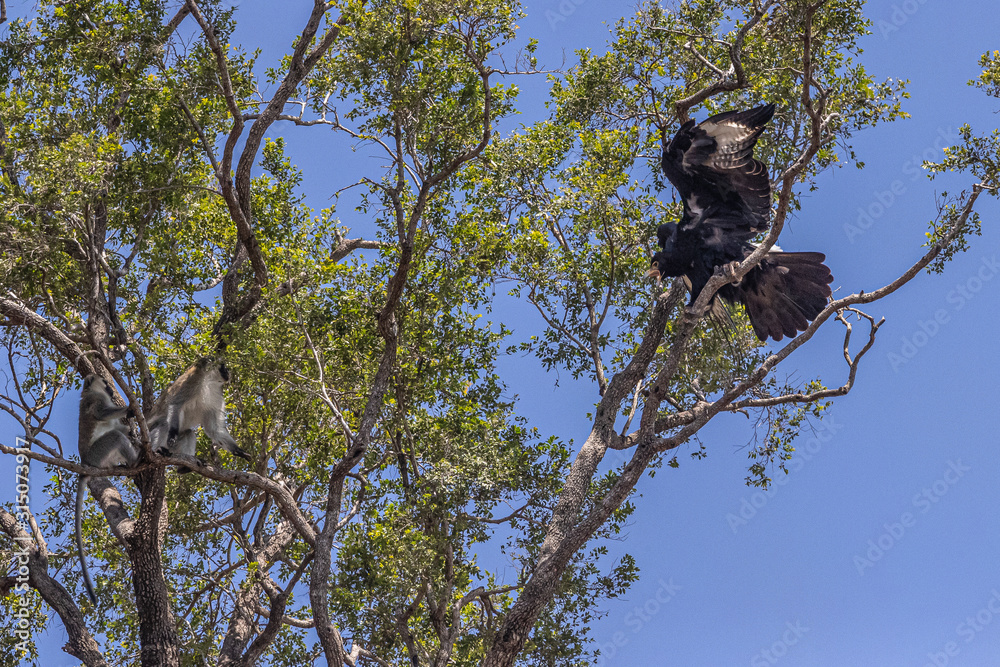 Verreaux's Eagle and two baboons arguing in the same tree. Lake Baringo, Kenya. Stock Photo ...