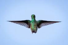 Hummingbird And On Camera Free Stock Photo - Public Domain Pictures