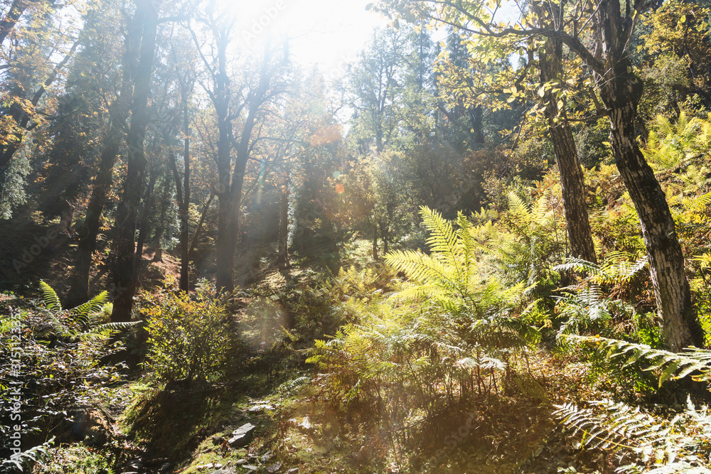 Sunny trees and ferns in idyllic forest, Supi Bageshwar, Uttarakhand ...